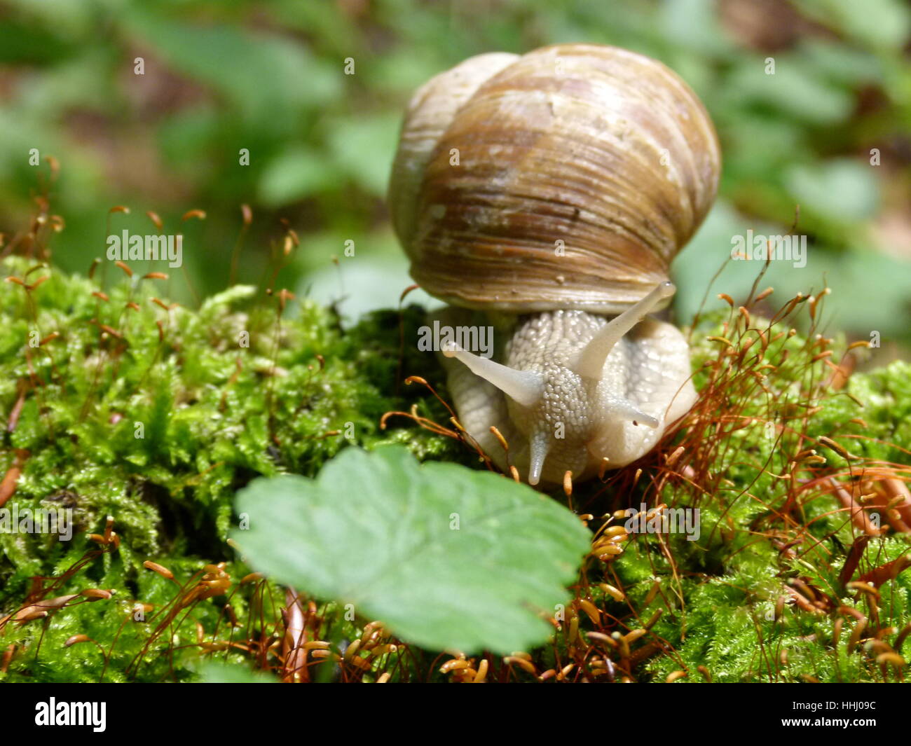 mollusc, snail, spinelessly, soft, snail shell, crawler, herbivore ...