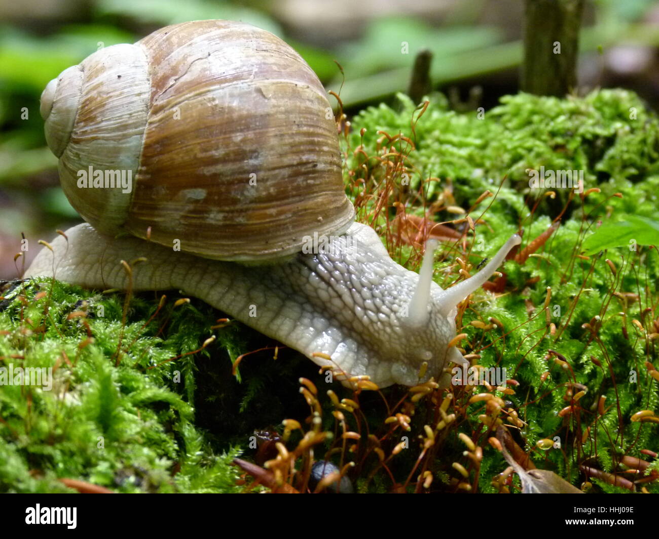 mollusc, snail, spinelessly, animal, fauna, soft, creature, snail shell ...