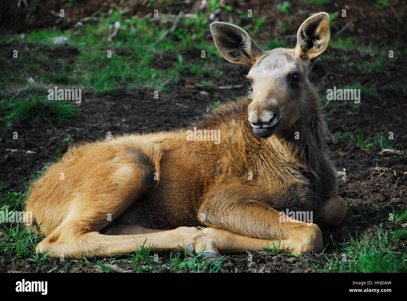 elk calf in reserve Stock Photo - Alamy