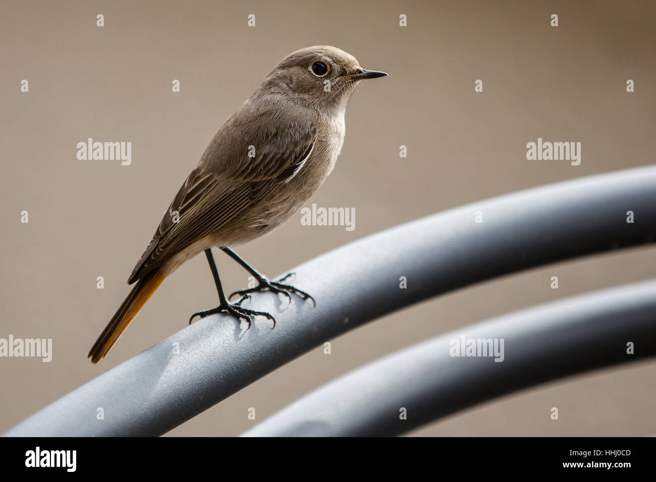 animal, bird, fauna, birds, sparrow, wildlife, railing, put, sitting ...