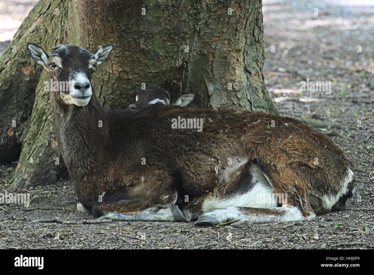 watchful, sheep, mammals, offspring, hidden, lamb, relaxation, tree ...