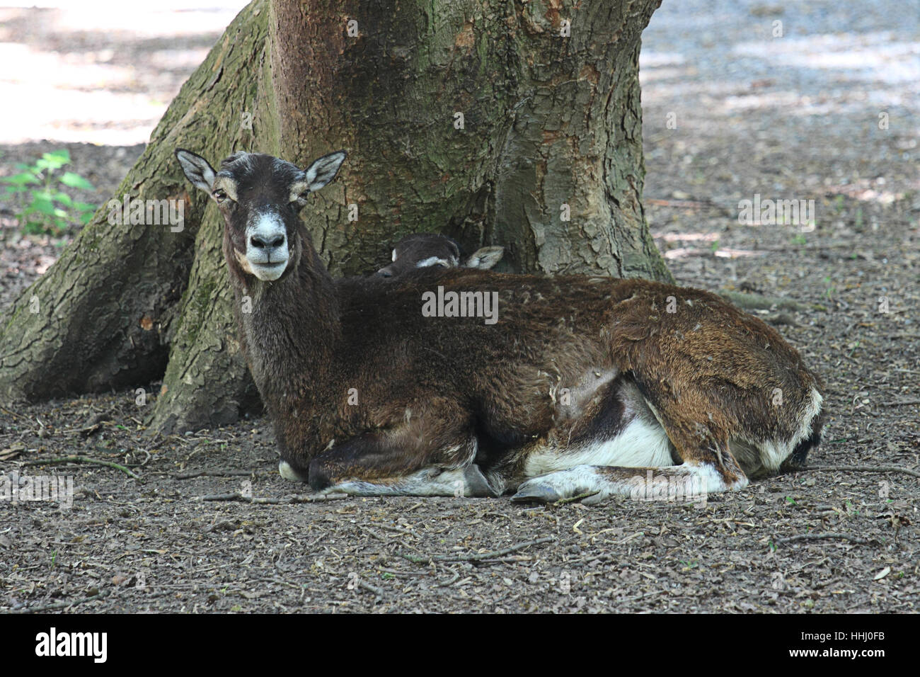 watchful, sheep, mammals, offspring, hidden, lamb, relaxation, tree ...