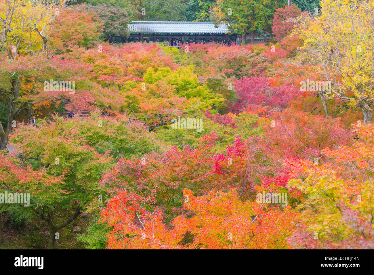 Colorful Maple Leaf Colors Tree in Japan Travel Autumn Season at ...