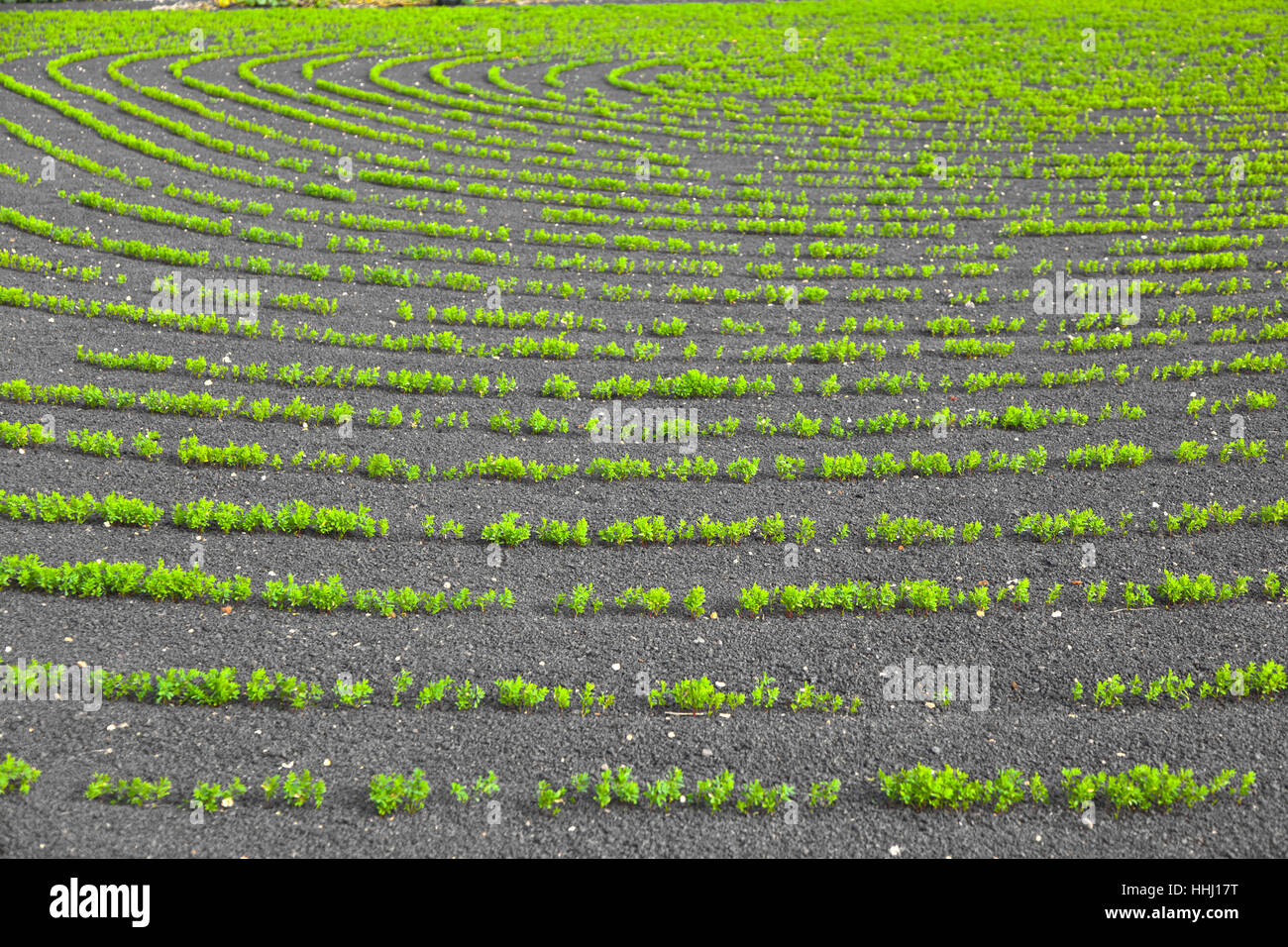 food, aliment, agriculture, farming, field, spain, farm, land ...