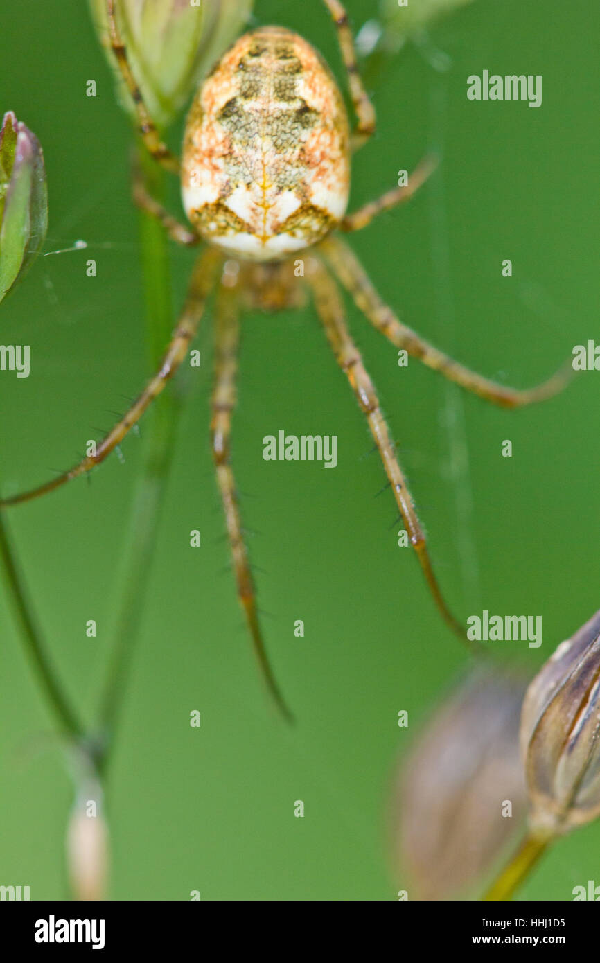 legs, insect, spider, meadow, plant, nature, net, cobweb, spiders web ...
