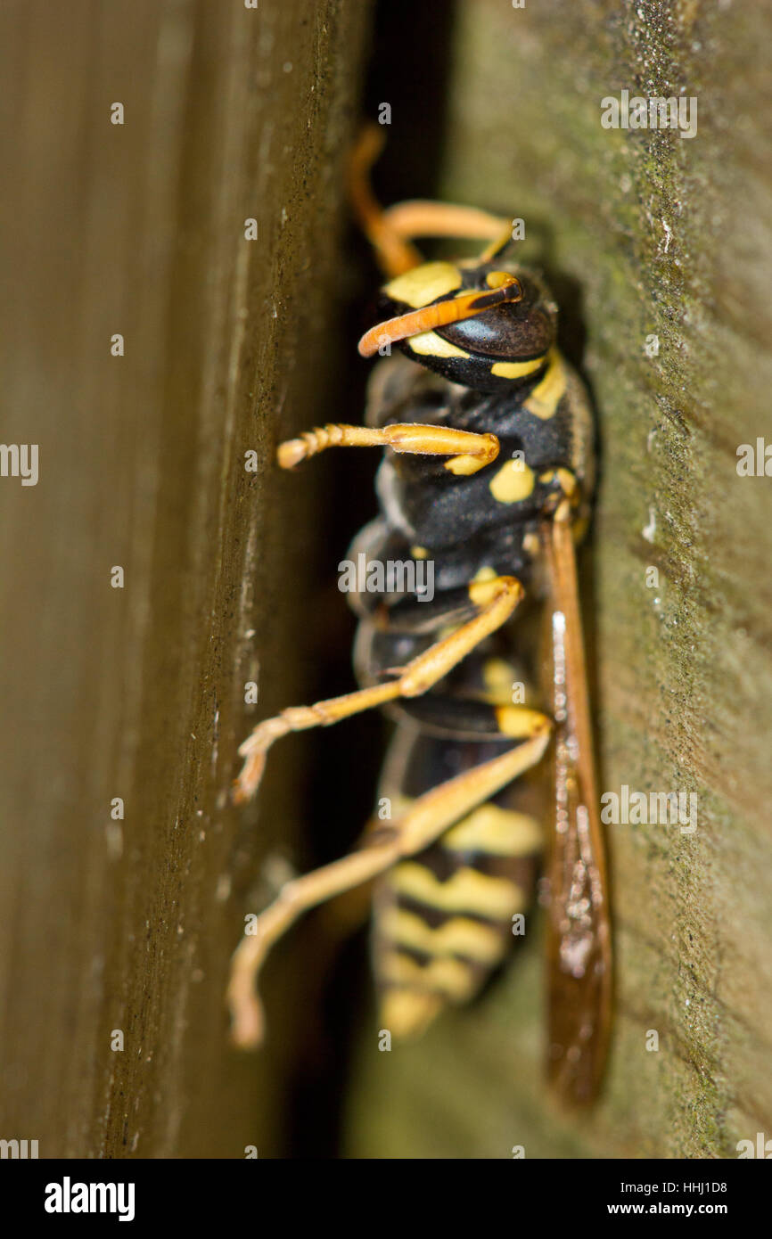 insect, wing, fly, wasp, sting, mosquito, honey, bee, insect, wing, fly ...