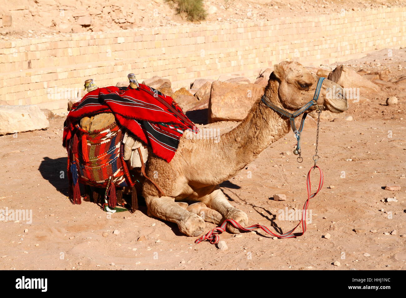 desert, wasteland, ride, camel, jordan, camels, bedouin, sands, sand ...