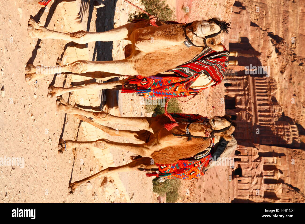 desert, wasteland, ride, camel, jordan, camels, bedouin, sands, sand ...