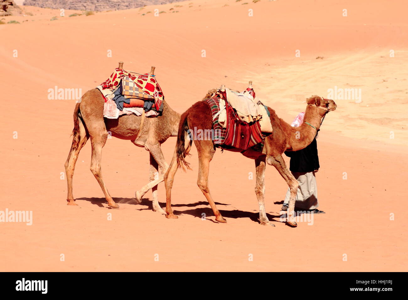 desert, wasteland, ride, camel, jordan, camels, bedouin, sands, sand ...