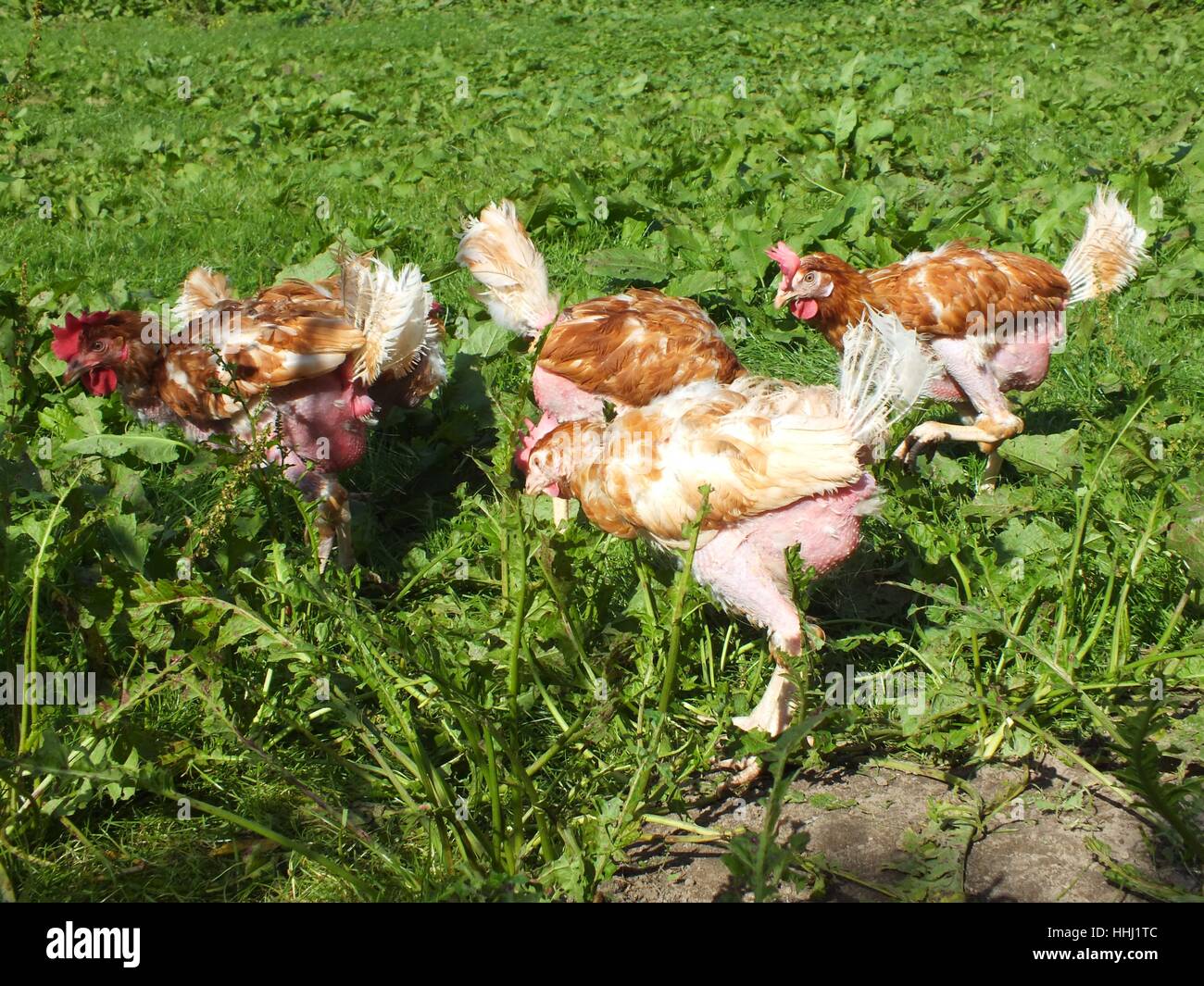 agriculture, farming, animal protection, farm animal, chicken, cruelty ...