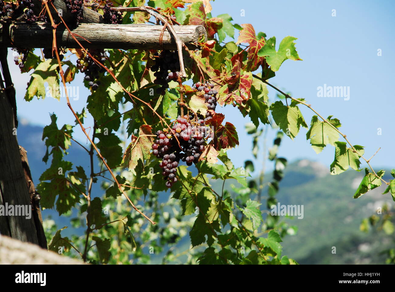 vine, grape vine, grape-vine, italy, grape, wine, red wine, italian ...
