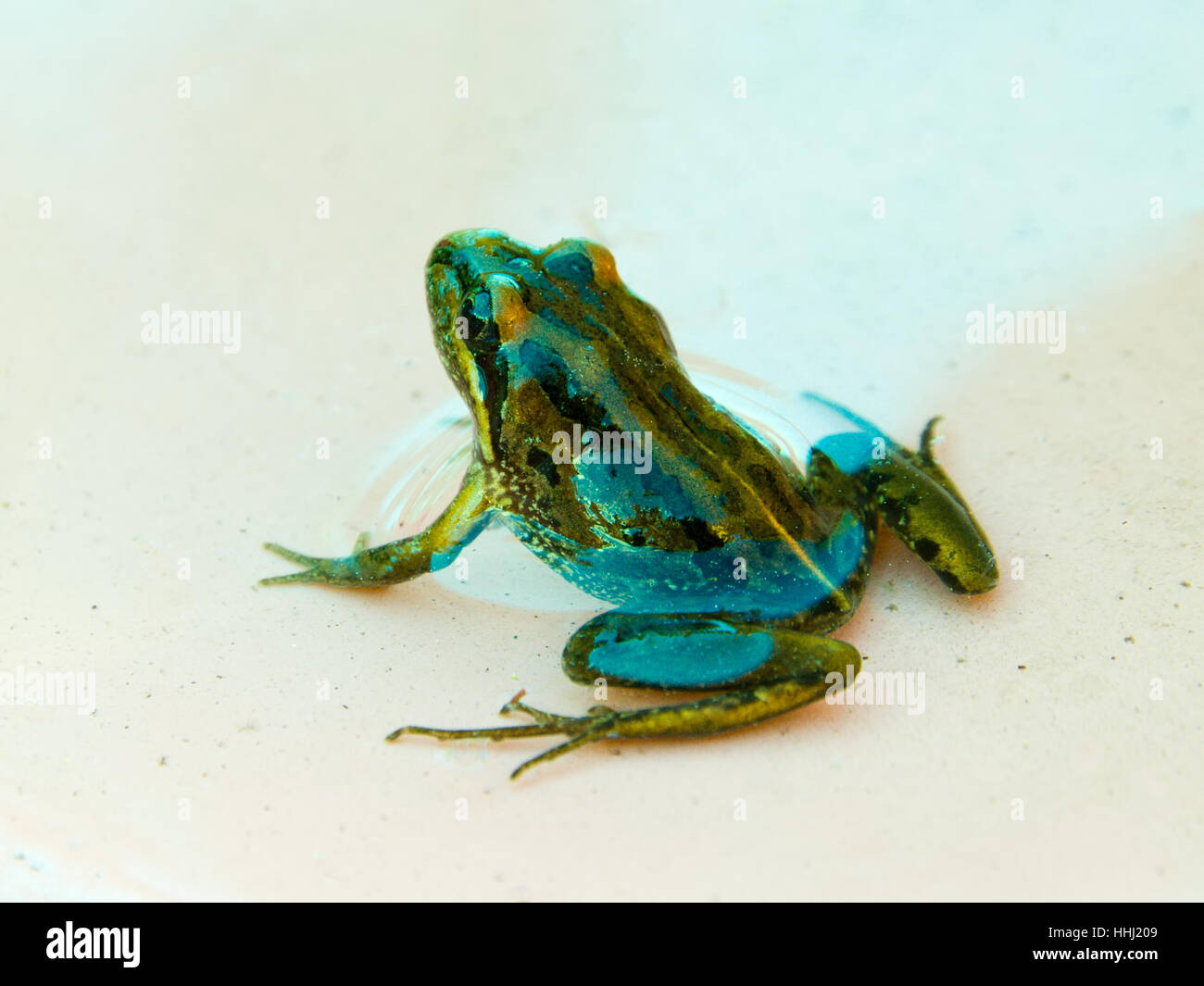 amphibian, wet, frog, puddle, water, green, pool, animal, amphibian ...
