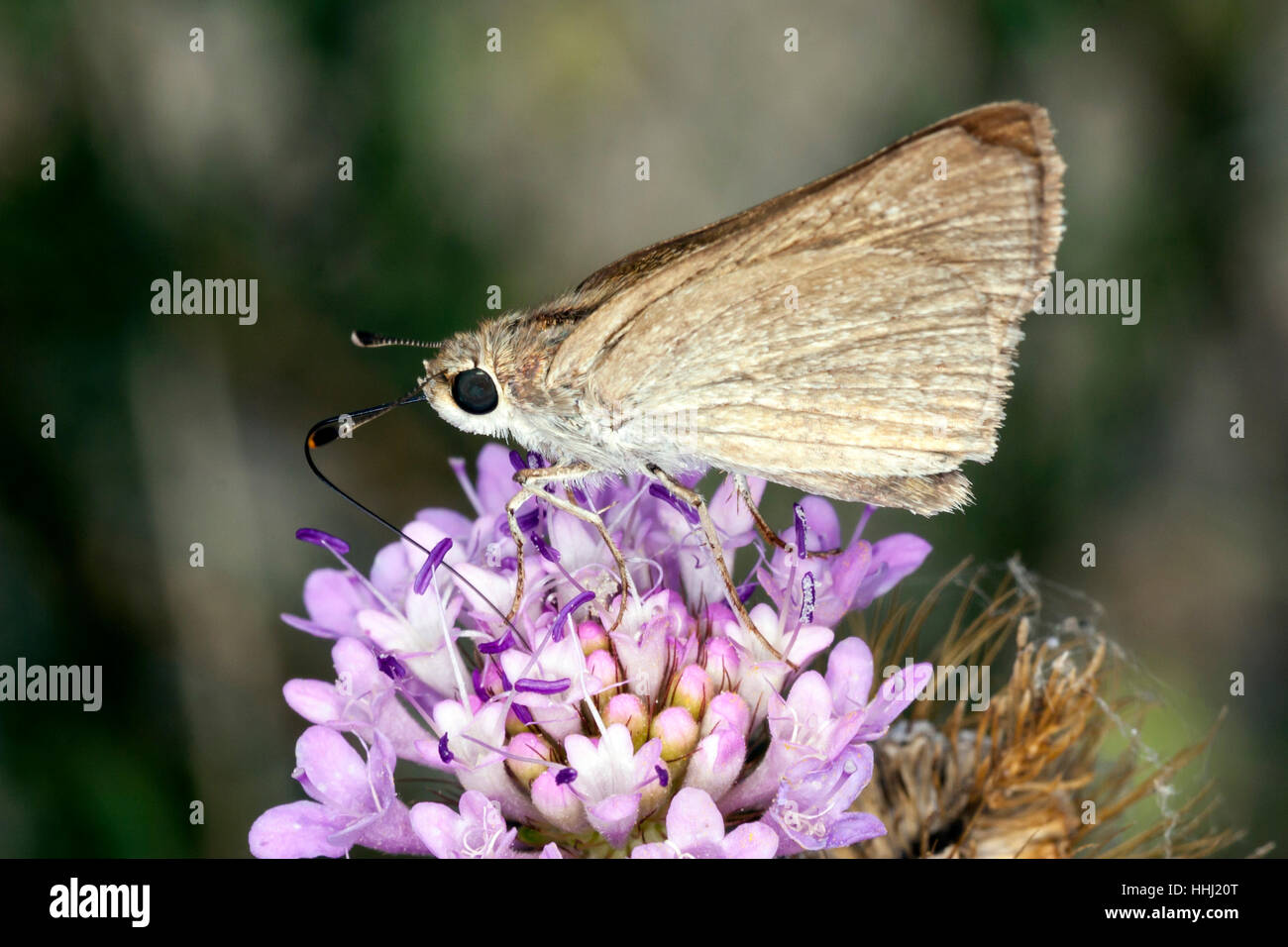 Beatiful butterfly eating on a flower in a meadow Stock Photo - Alamy