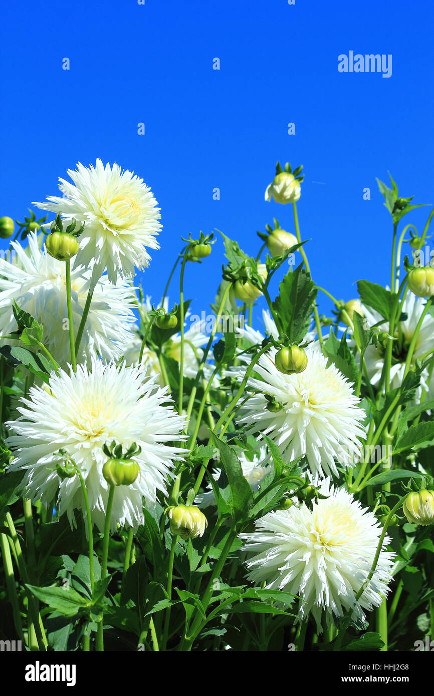 flower, plant, bloom, blossom, flourish, flourishing, leaves, coloured ...