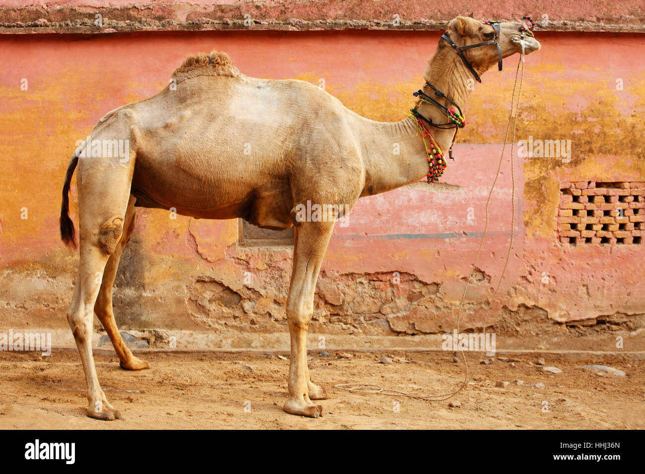 portrait of a camel Stock Photo - Alamy