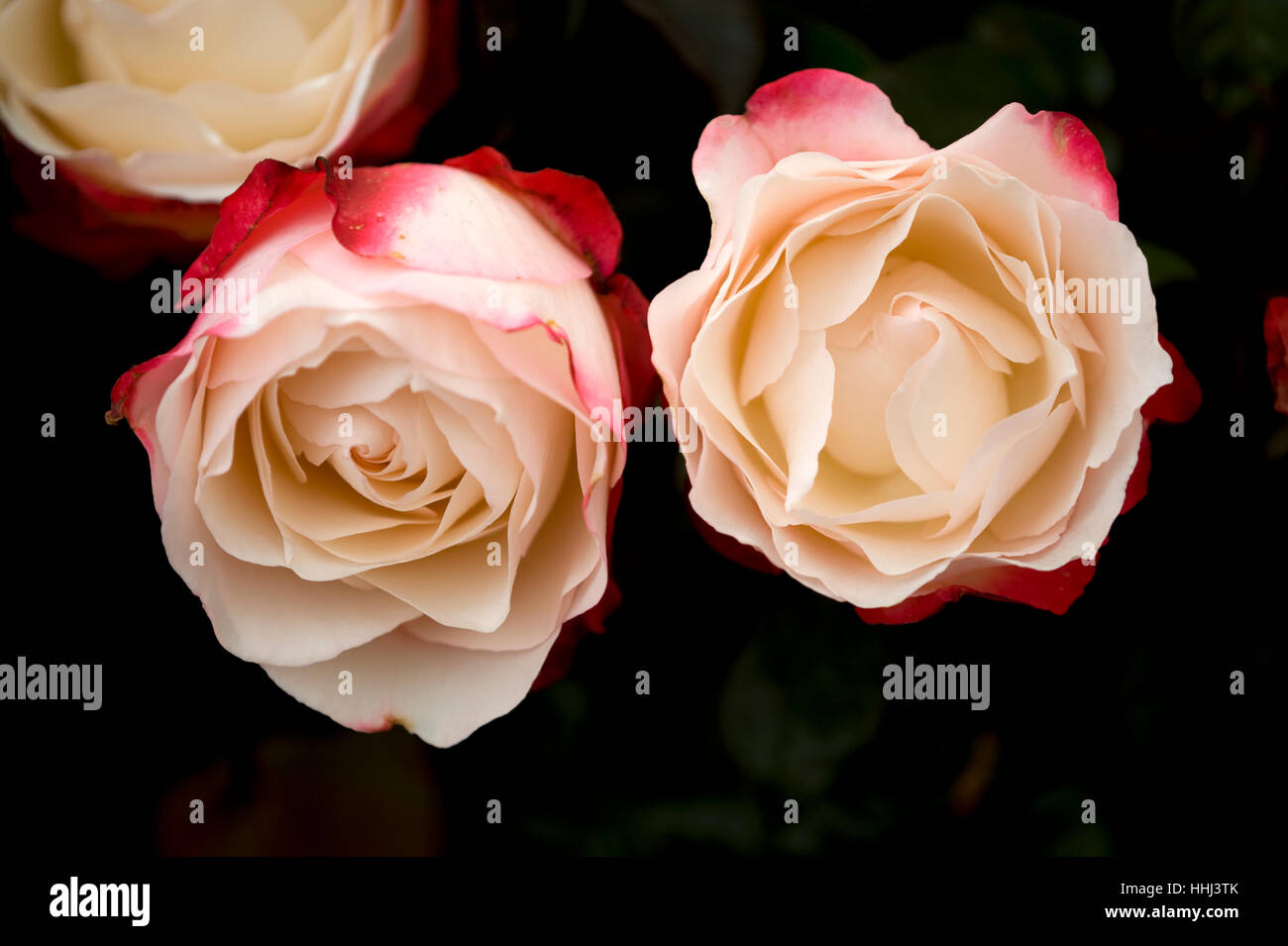 Nostalgia rose hi-res stock photography and images - Alamy