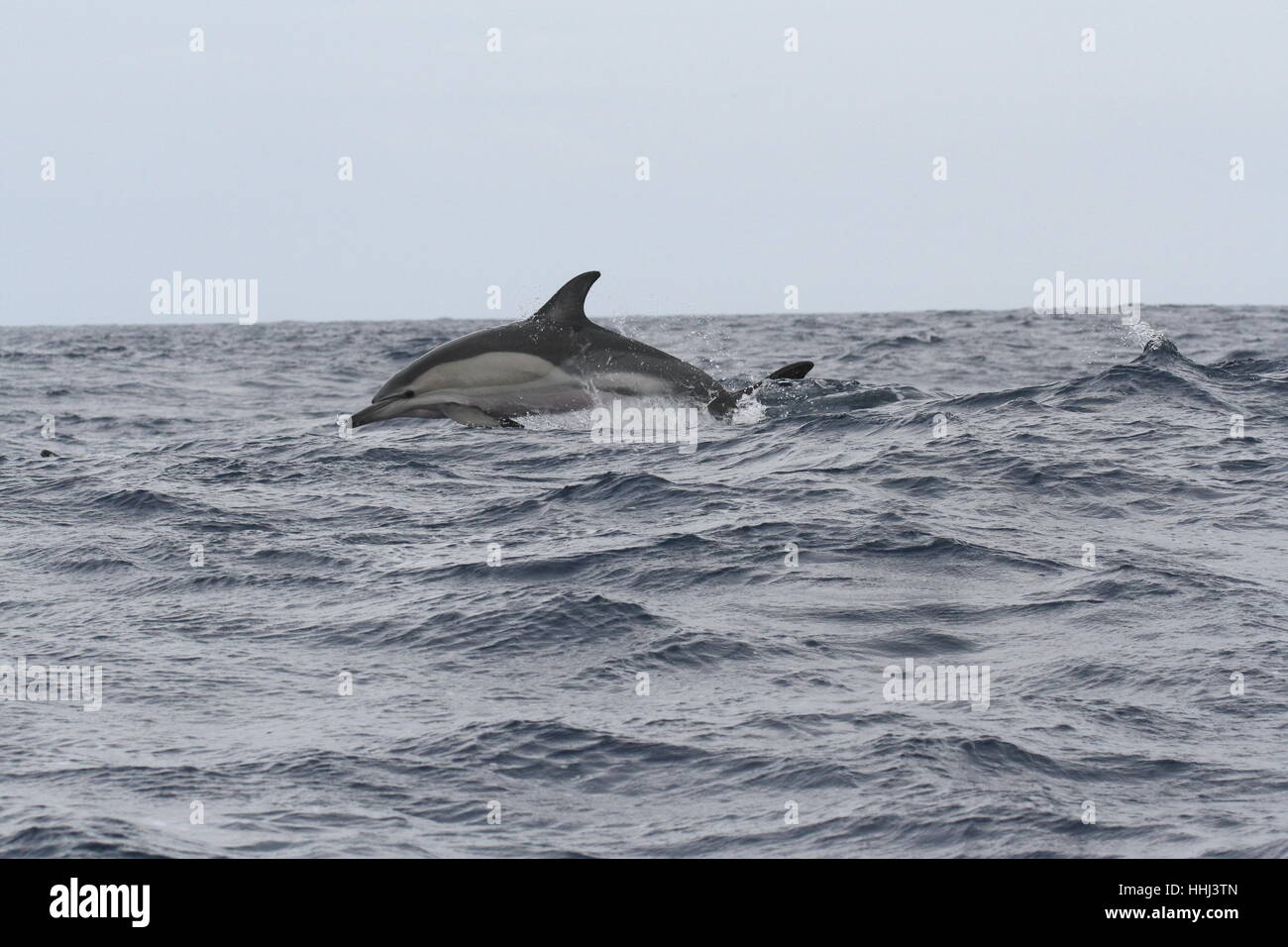 animals, mammals, dolphins, nature, animals, mammals, dolphins, nature ...