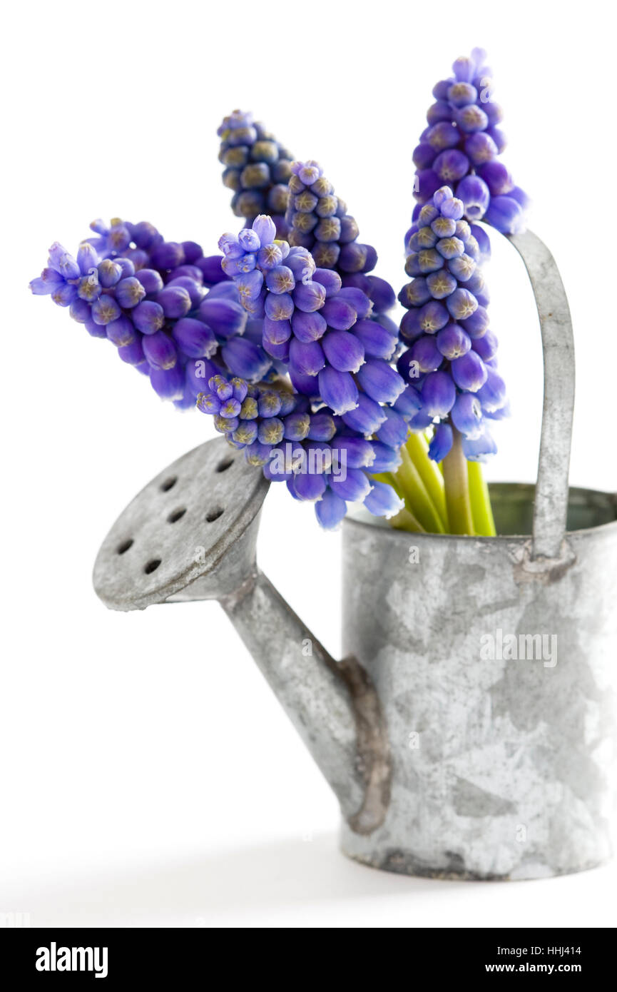 blue, flower, plant, flowers, spring, purple, blue, isolated, flower ...