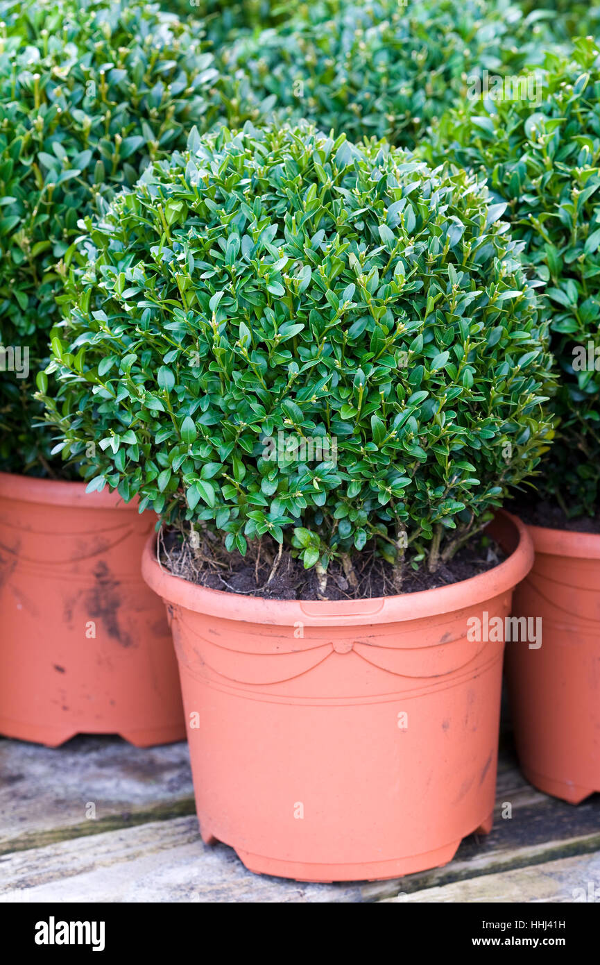 box, boxes, pots, balls, spheres, sphere, shrub, evergreen, box, boxes ...