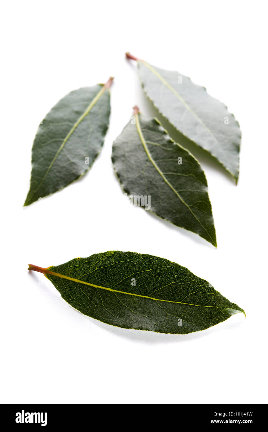leaf, isolated, leaves, bay, herb, fresh, foliage, leaf, macro, close ...