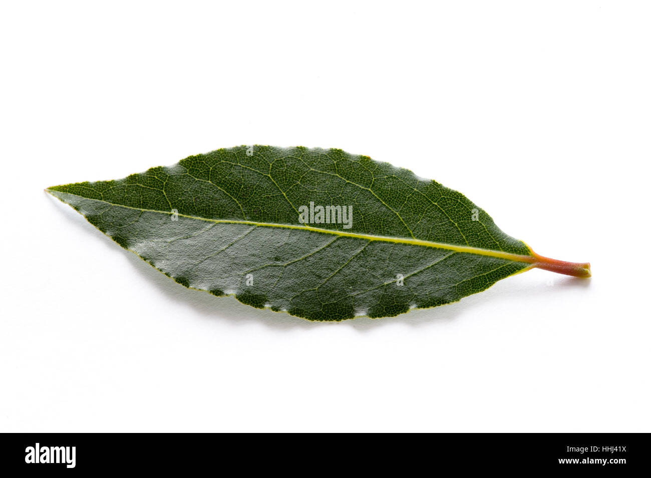 isolated, one, bay leaf, leaf, macro, close-up, macro admission, close ...