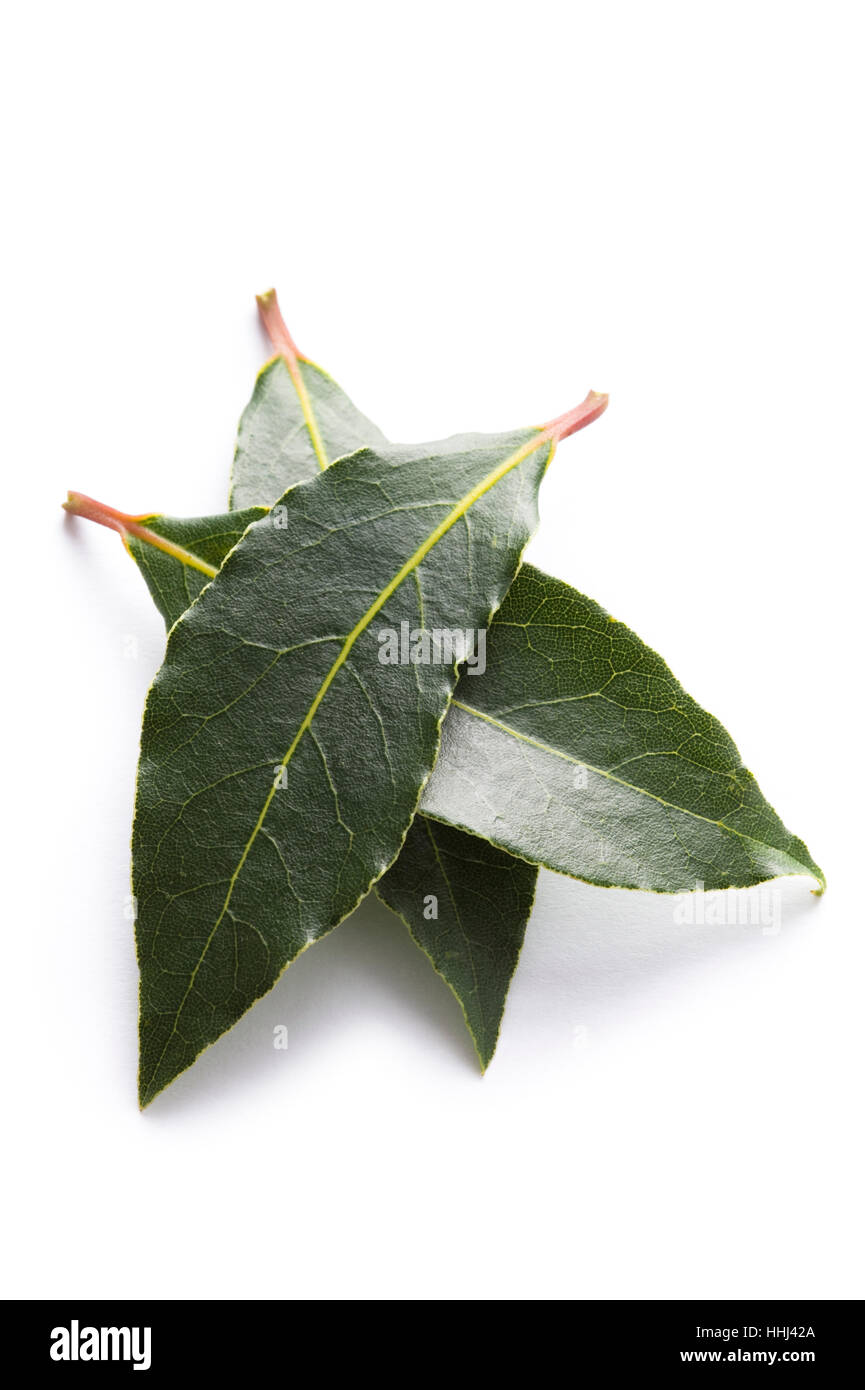 leaf, isolated, leaves, bay, herb, fresh, foliage, leaf, macro, close ...
