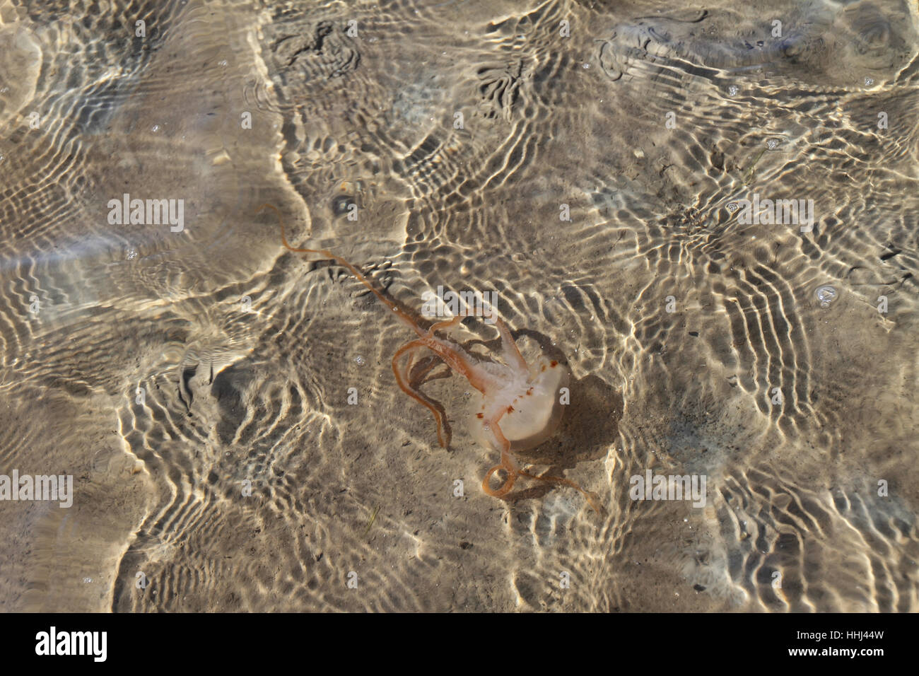 water, north sea, salt water, sea, ocean, watt, current of the river ...