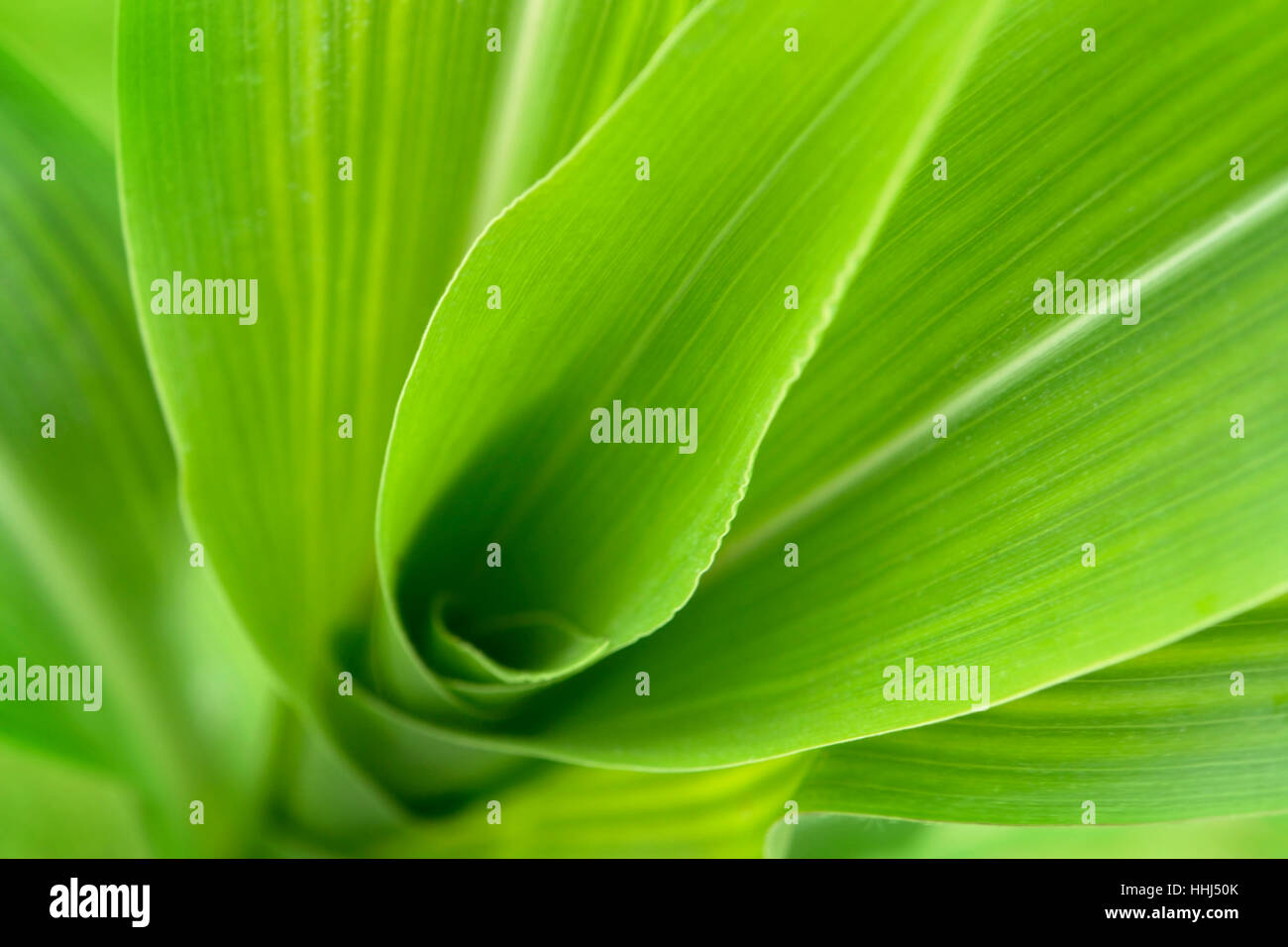 leaf, green, botany, freshness, corn, leaves, foliage, plant, grain ...