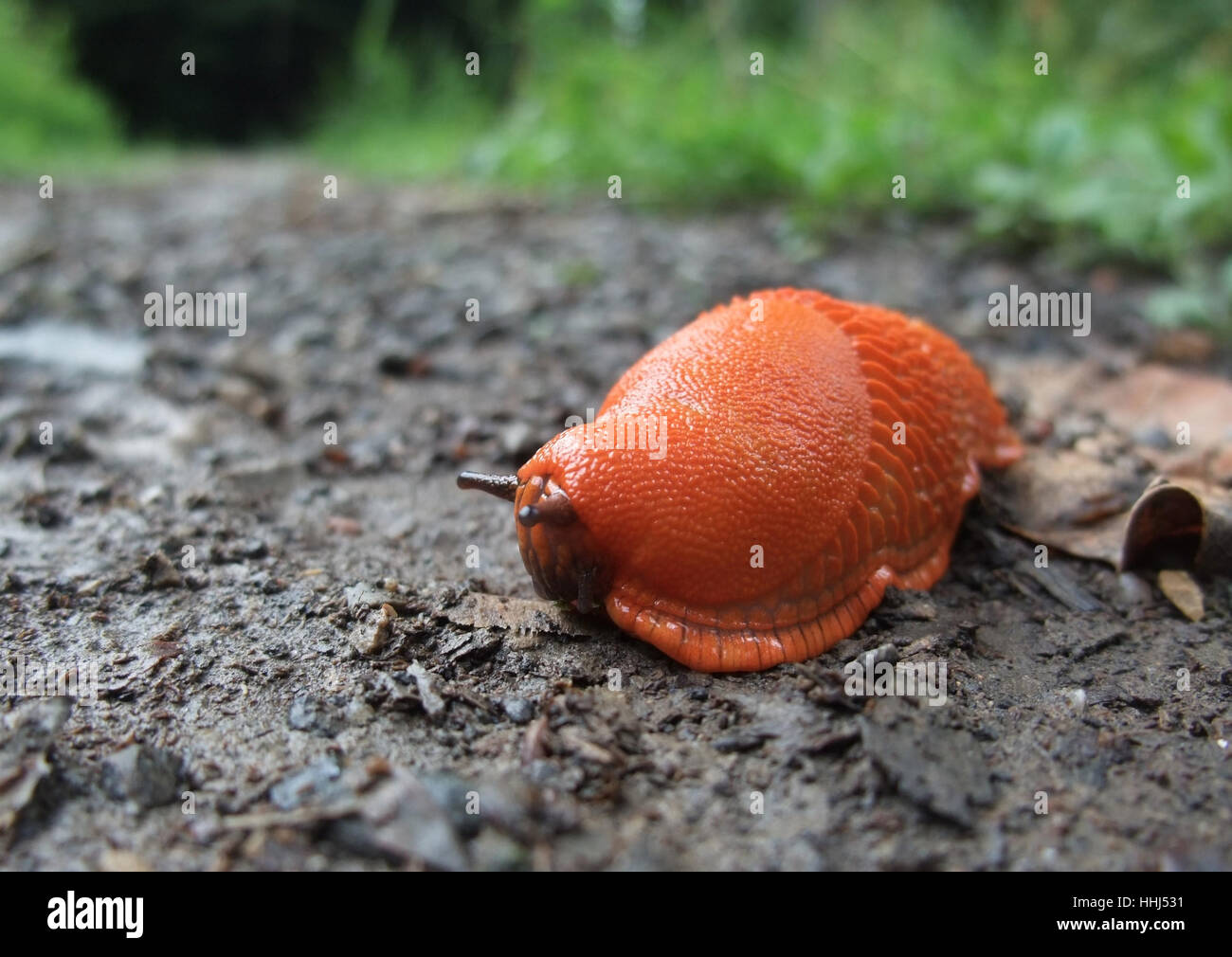 low angle shot showing a red slug closeup Stock Photo - Alamy