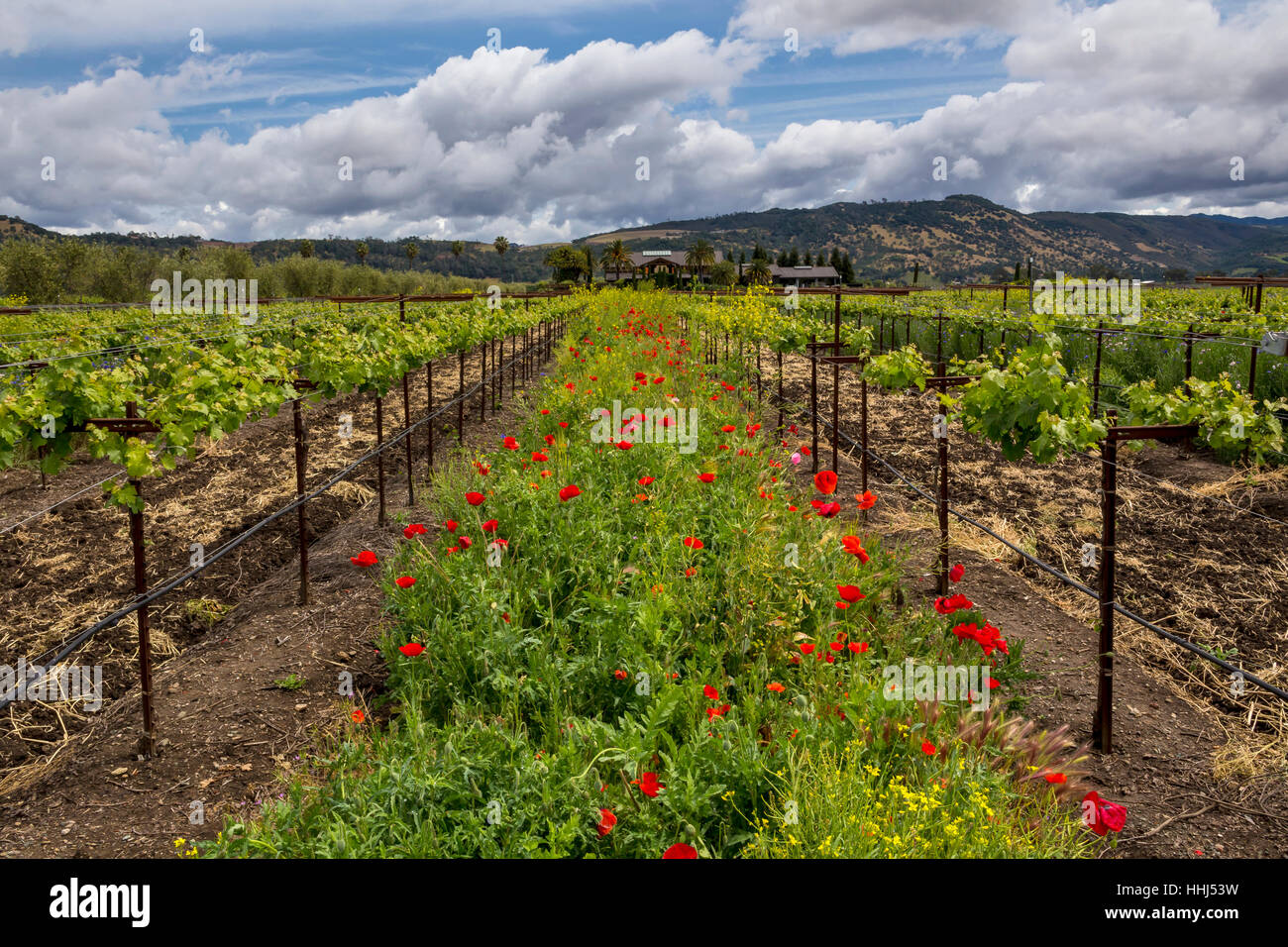 California poppy, California poppies, red poppy flowers, wildflowers ...