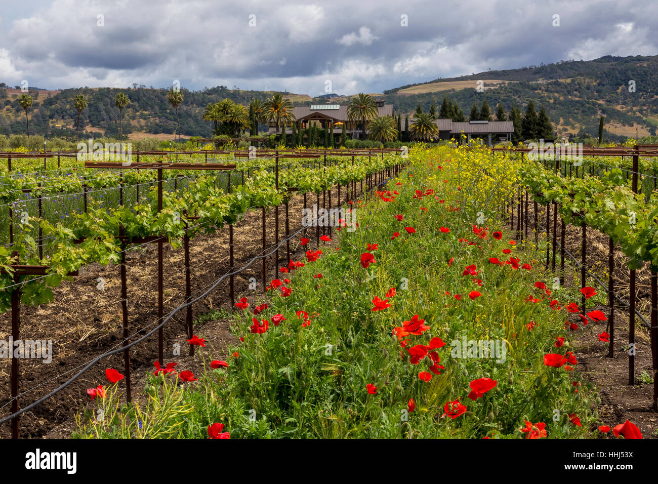 California poppy, California poppies, red poppy flowers, wildflowers ...