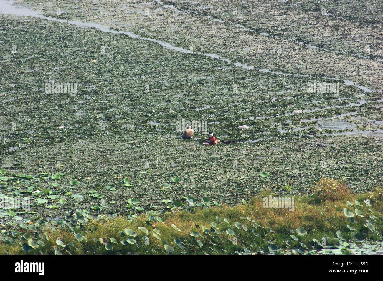 agriculture, farming, field, india, farmer, wade, plant, humans, human ...