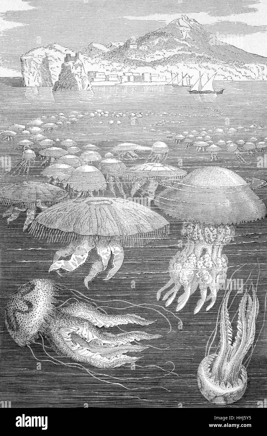 antique, vintage, underwater, engraving, salt water, sea, ocean, water ...