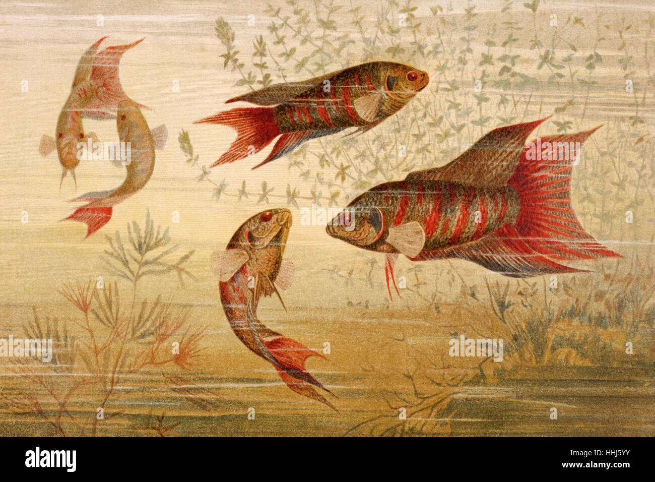 heaven, paradise, antique, aquarium, fish, vintage, underwater, water ...