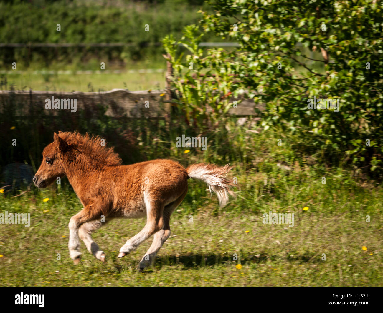 horse, animal, pet, mammal, quadruped, creature, foal, animal used for ...