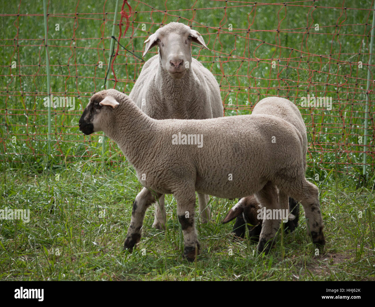 animal, pet, mammal, quadruped, sheep, wool, creature, vertebrate, lamb ...