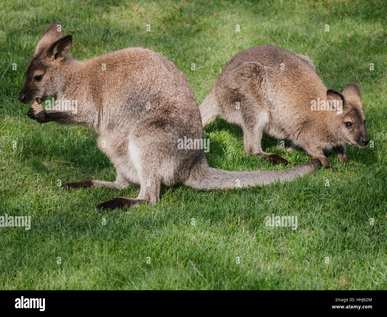 animal, mammal, quadruped, creature, kangaroo, vertebrate, opossum ...