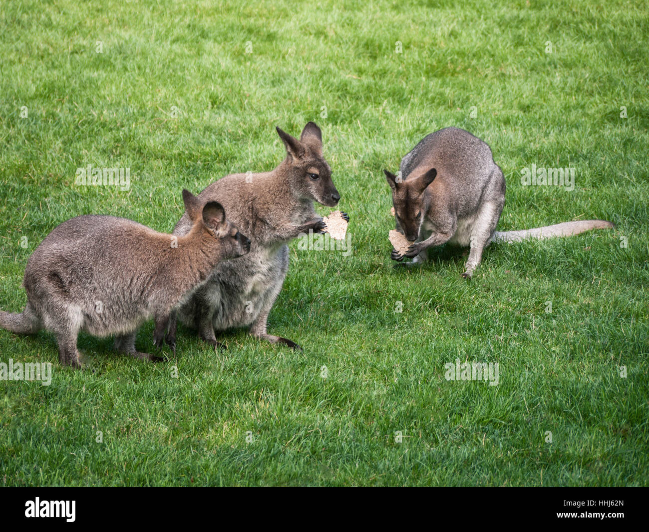 animal, mammal, quadruped, creature, kangaroo, vertebrate, opossum ...