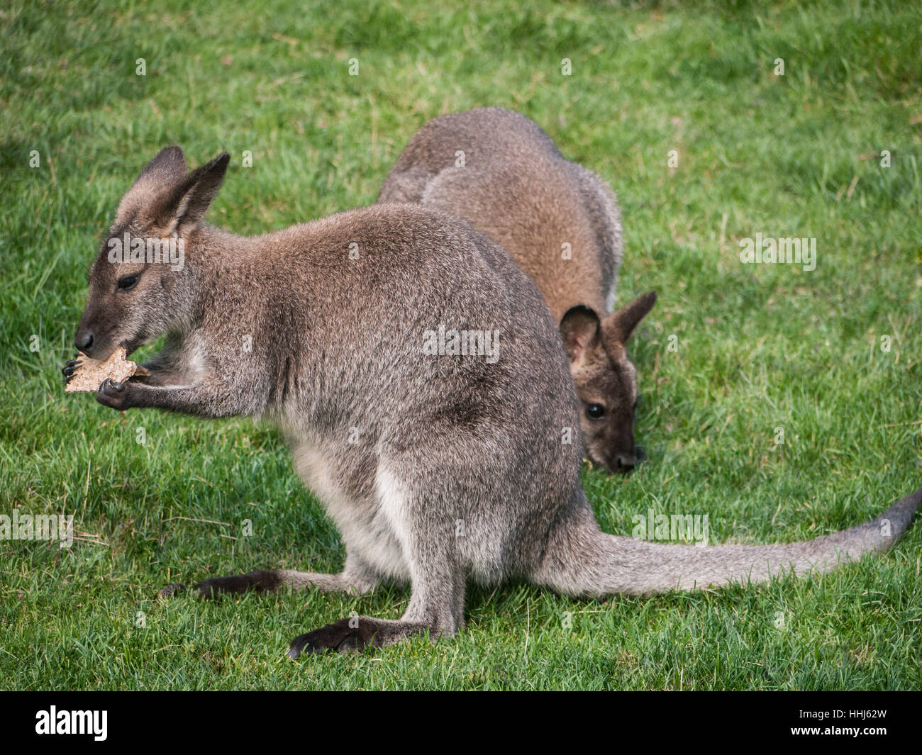 animal, mammal, quadruped, creature, kangaroo, vertebrate, opossum ...