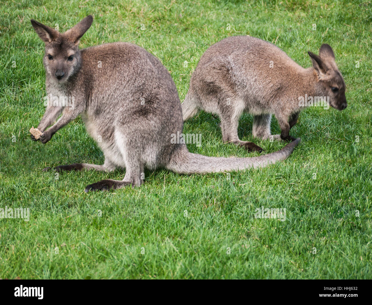 animal, mammal, quadruped, creature, kangaroo, vertebrate, opossum ...