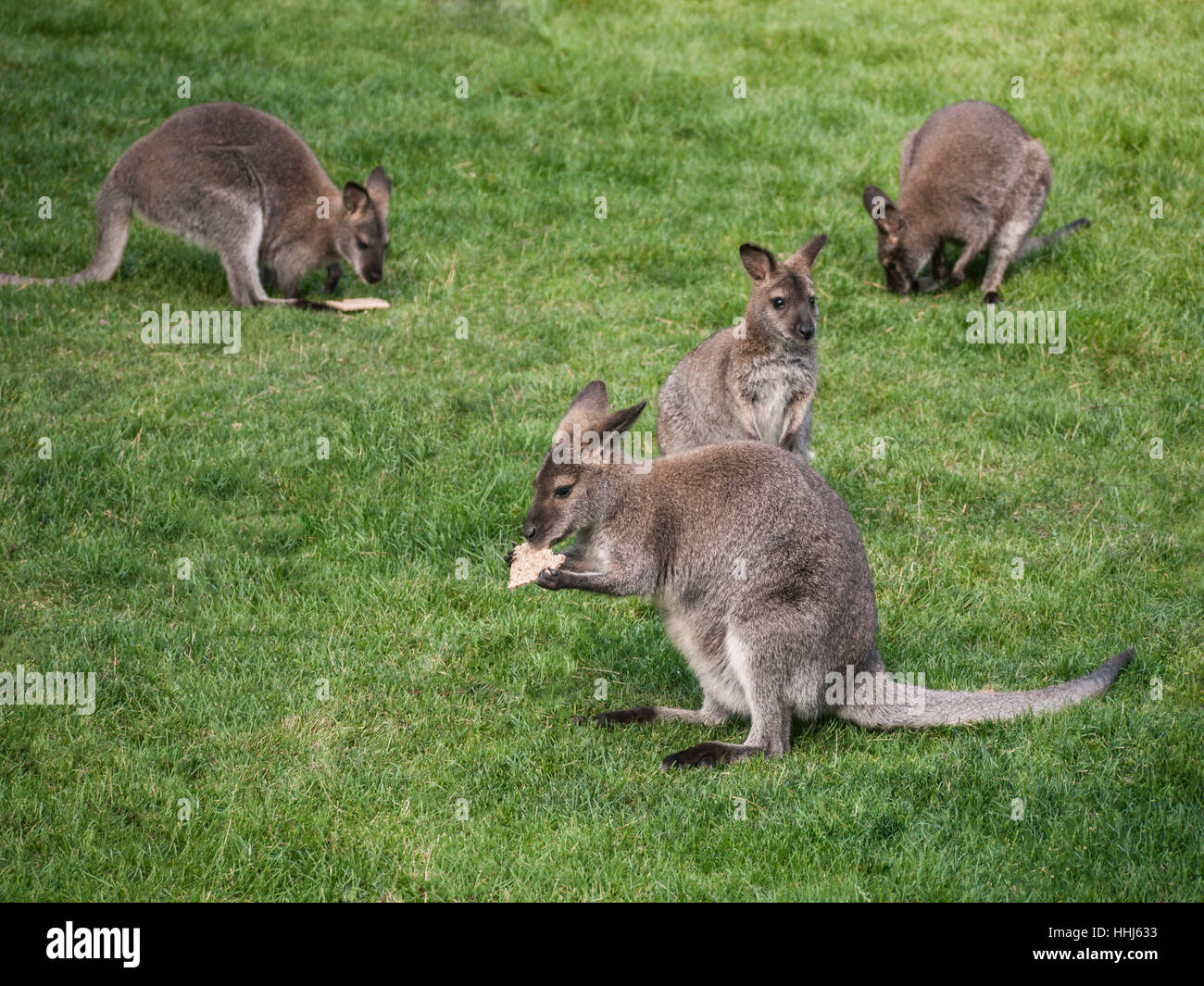 animal, mammal, quadruped, creature, kangaroo, vertebrate, opossum ...