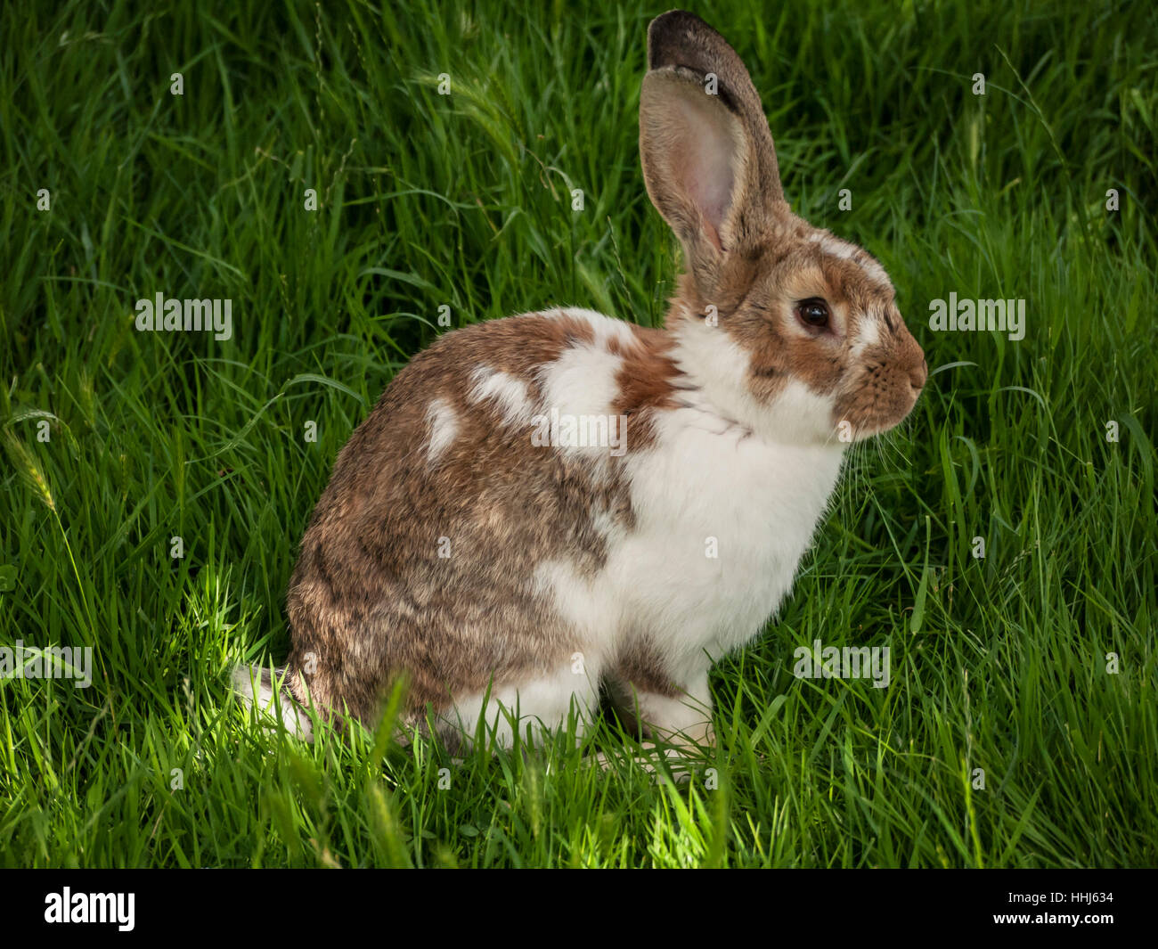 animal, pet, mammal, quadruped, rabbit, hare, creature, farm ...
