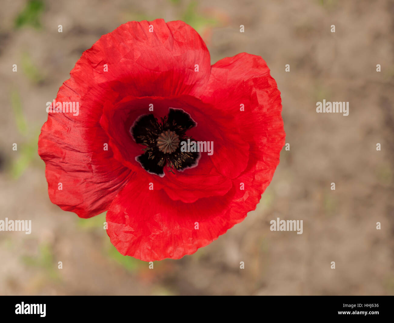 environment, enviroment, botany, poppy, corn poppy, plant, biology ...