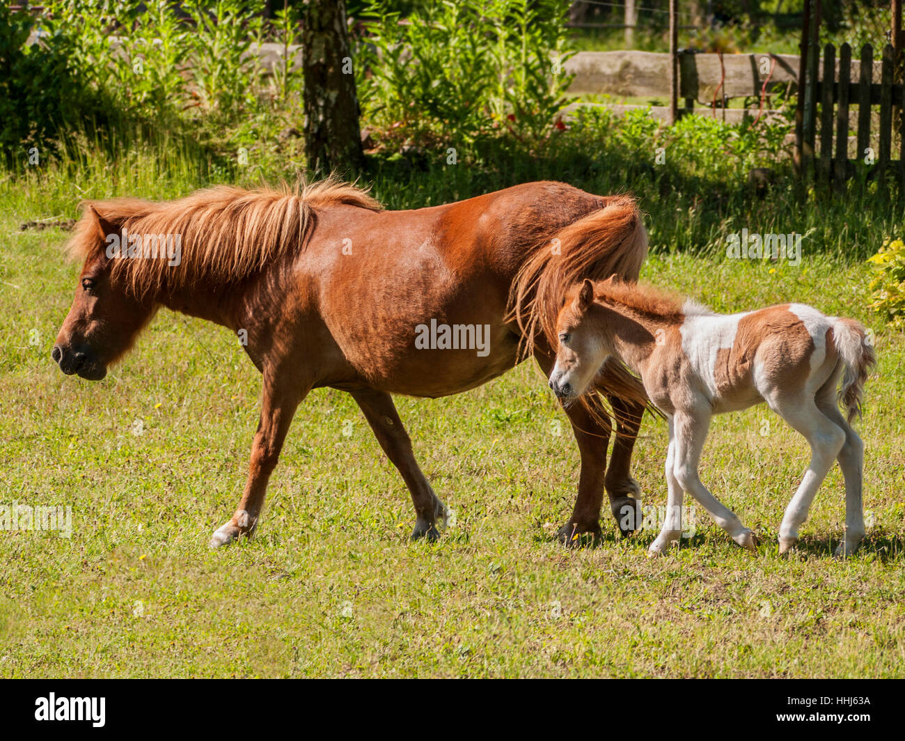 horse, animal, pet, mammal, quadruped, creature, mare, foal, animal ...