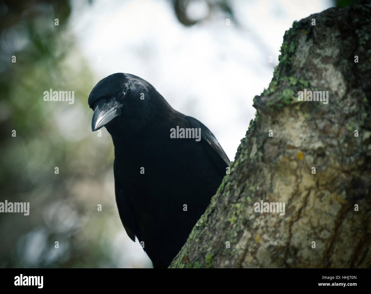 Crow peeking from behind a tree branch Stock Photo - Alamy
