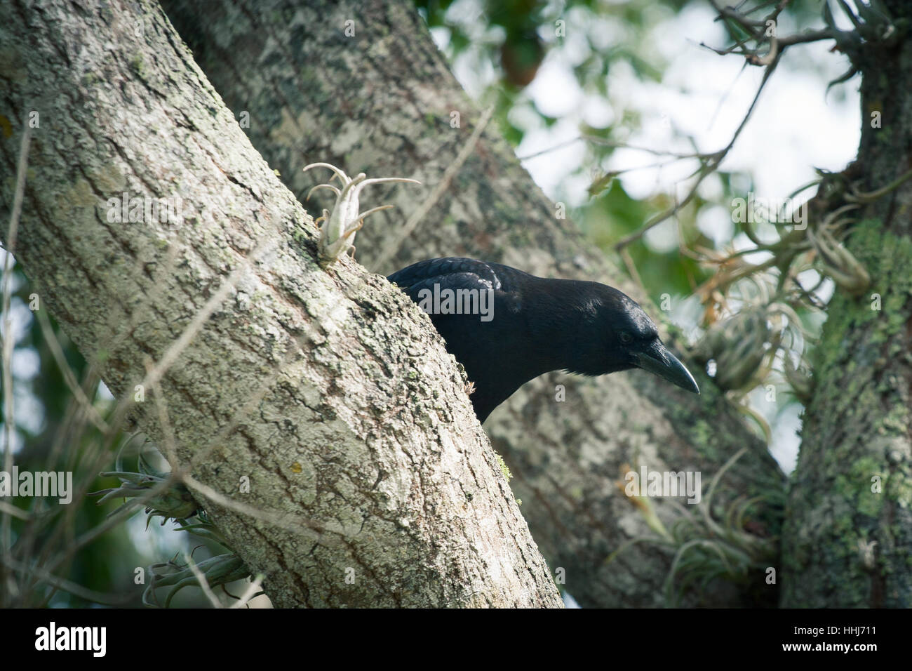 Crow peeking from behind a tree branch Stock Photo - Alamy