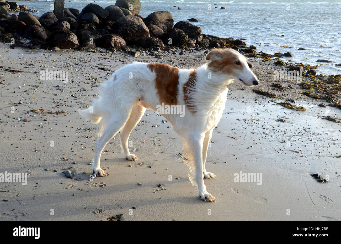 Male borzoi dog at beach in fresh wind that strikes his coat along his ...