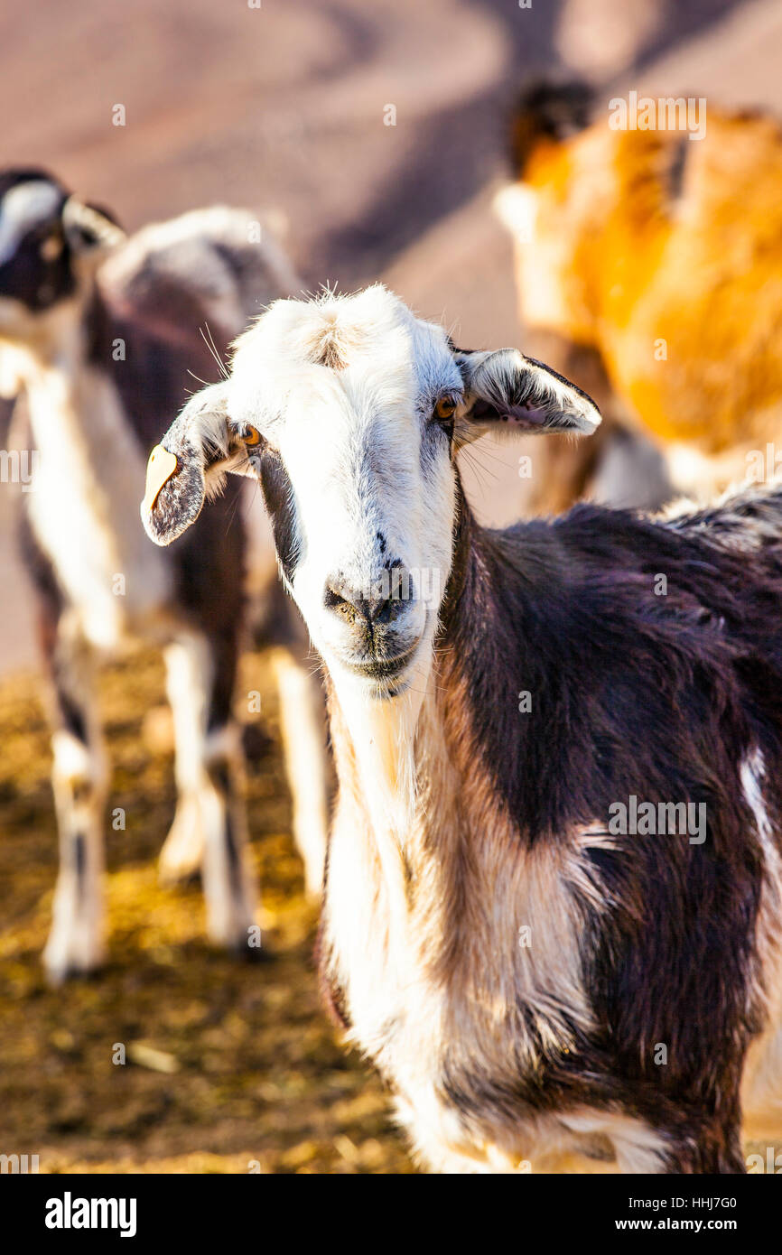 mountains, wild, africa, goat, spain, wilderness, travel, big, large ...