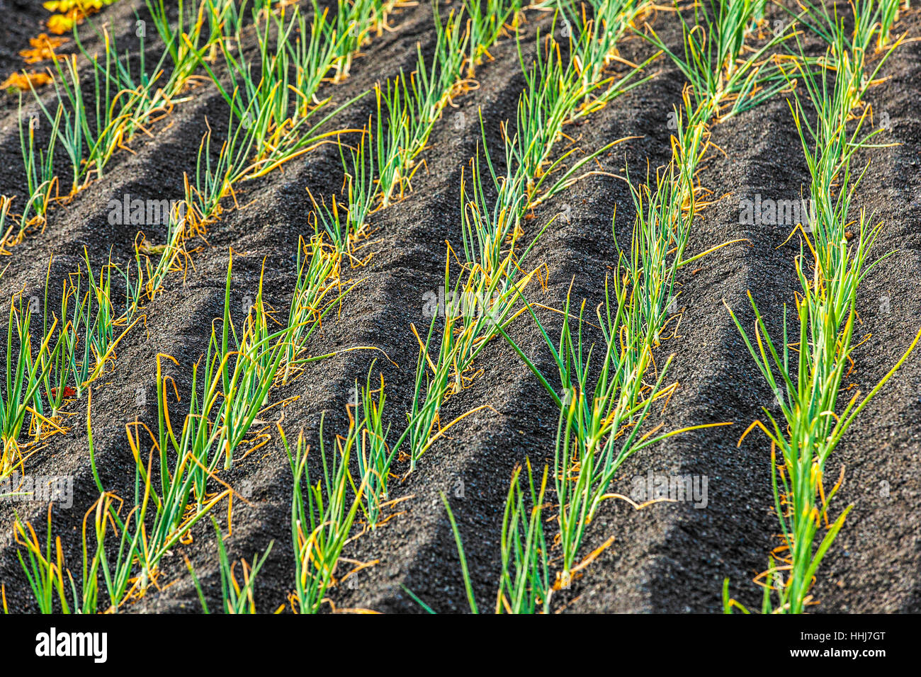 Cactus holes hi-res stock photography and images - Alamy