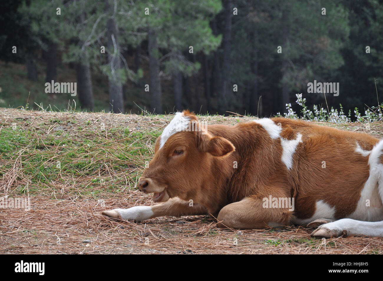 Cow sleeping hi-res stock photography and images - Alamy